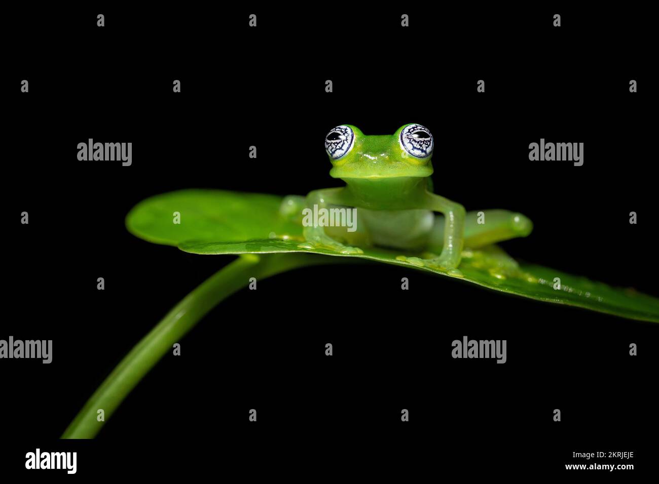 Limon giant glass frog Stock Photo - Alamy