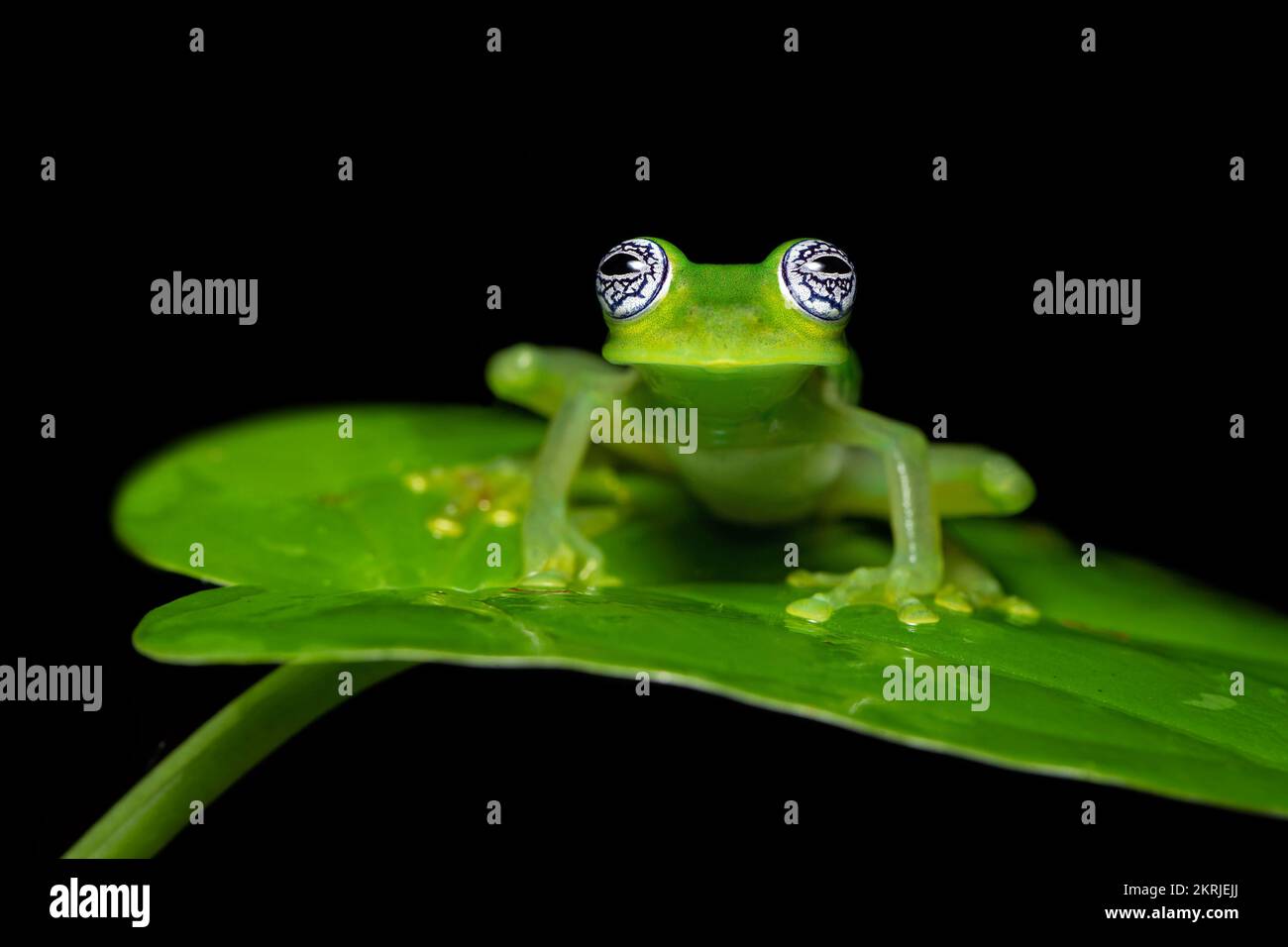 Limon giant glass frog Stock Photo - Alamy