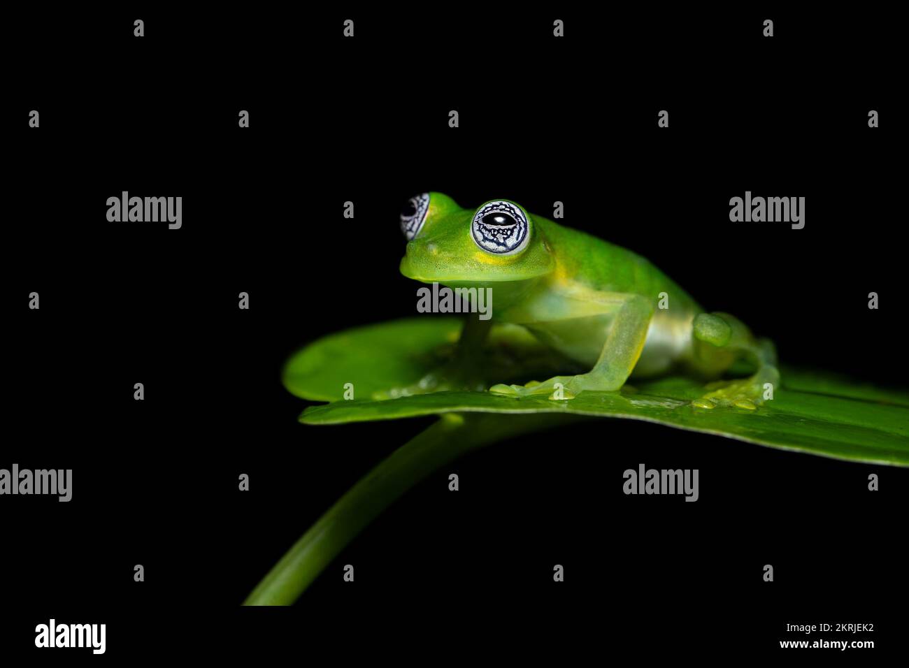 Ghost Glass Frog
