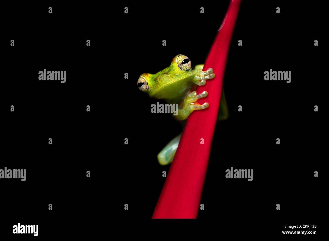 Canal Zone tree frog Stock Photo - Alamy