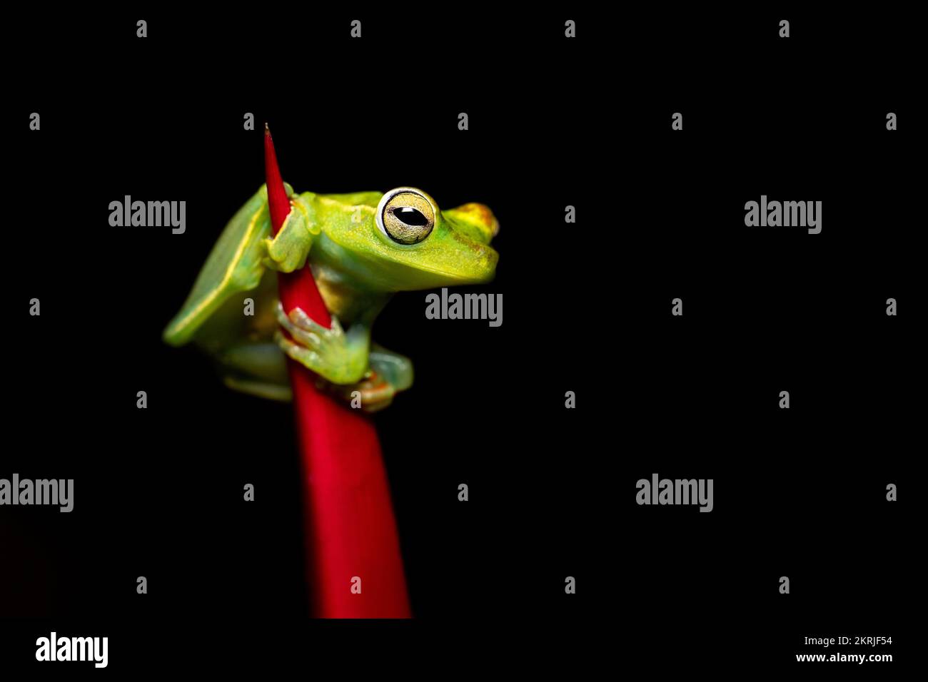 Canal zone tree frog hi-res stock photography and images - Alamy