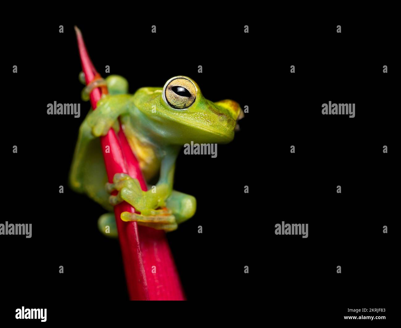Canal Zone tree frog Stock Photo - Alamy
