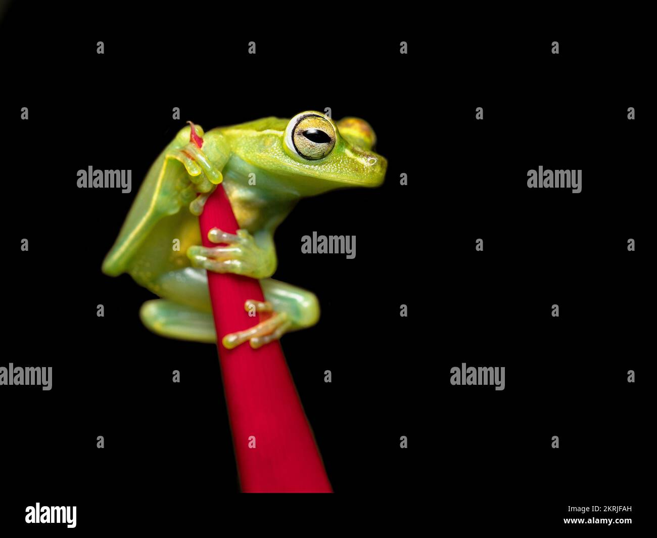 Canal zone tree frog hi-res stock photography and images - Alamy