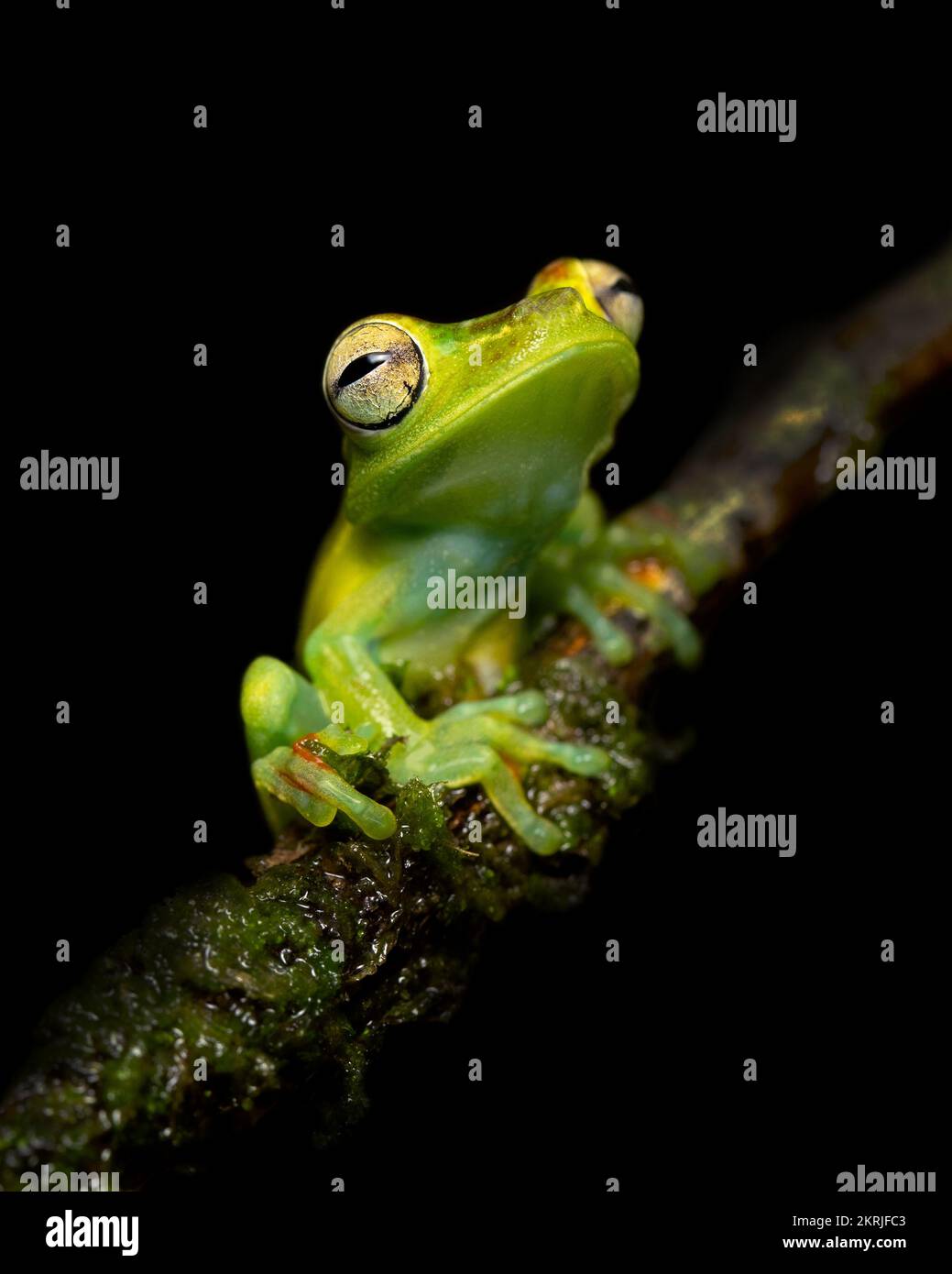 Canal Zone tree frog Stock Photo - Alamy