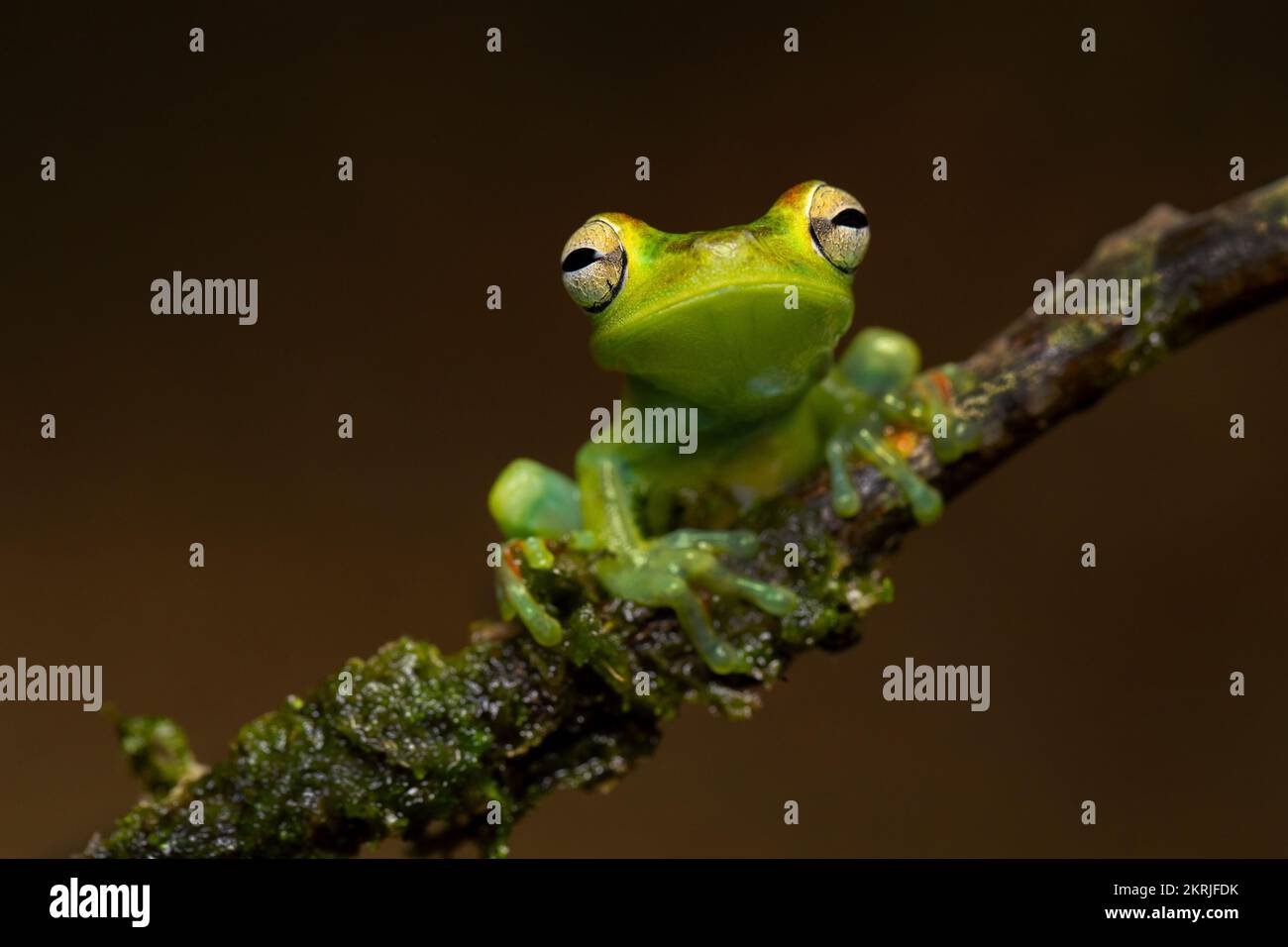 Canal Zone tree frog Stock Photo - Alamy