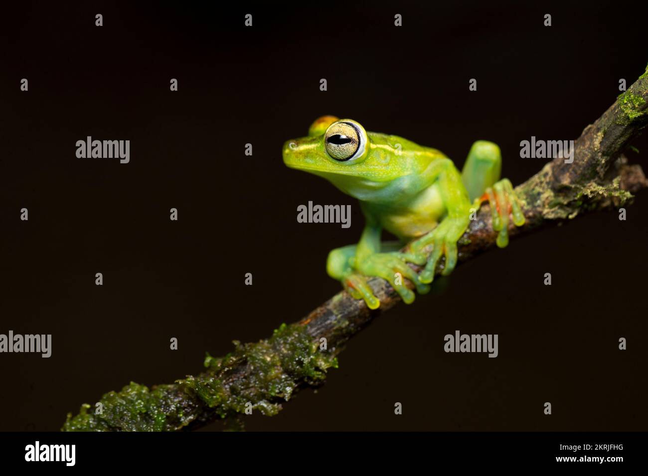 Canal zone tree frog hi-res stock photography and images - Alamy