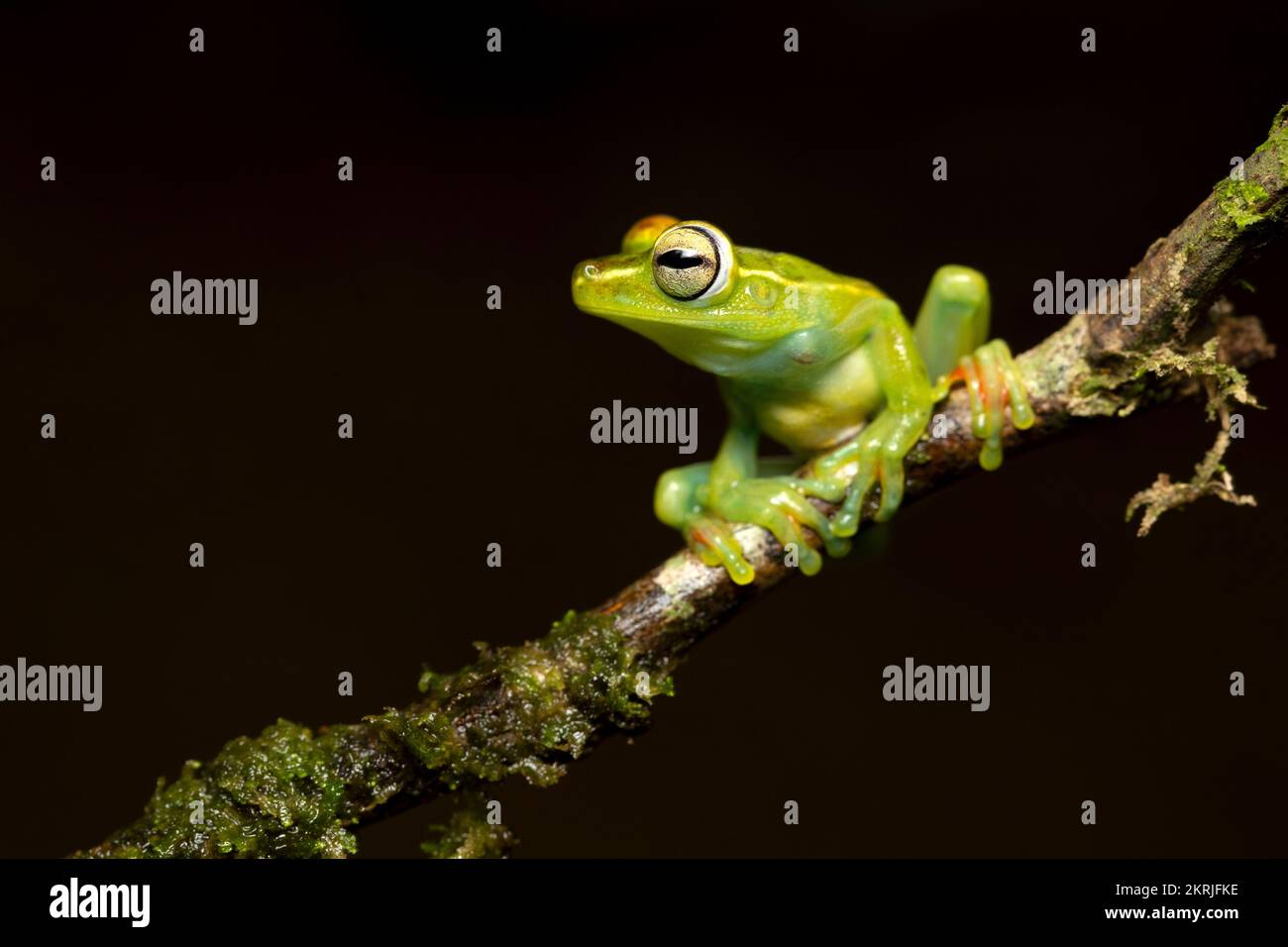 Canal zone tree frog hi-res stock photography and images - Alamy