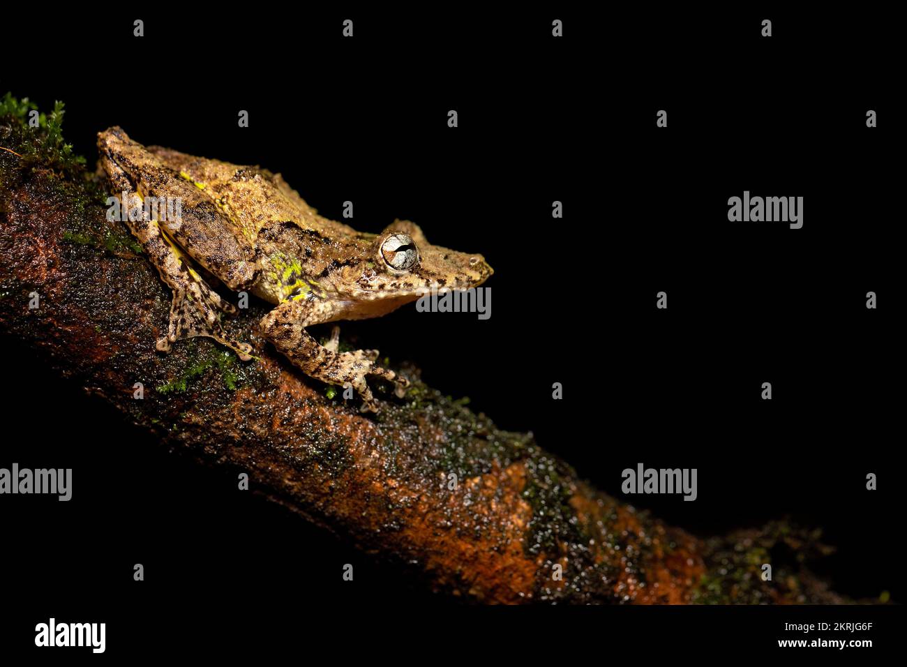 Boulenger's snouted tree frog Stock Photo - Alamy