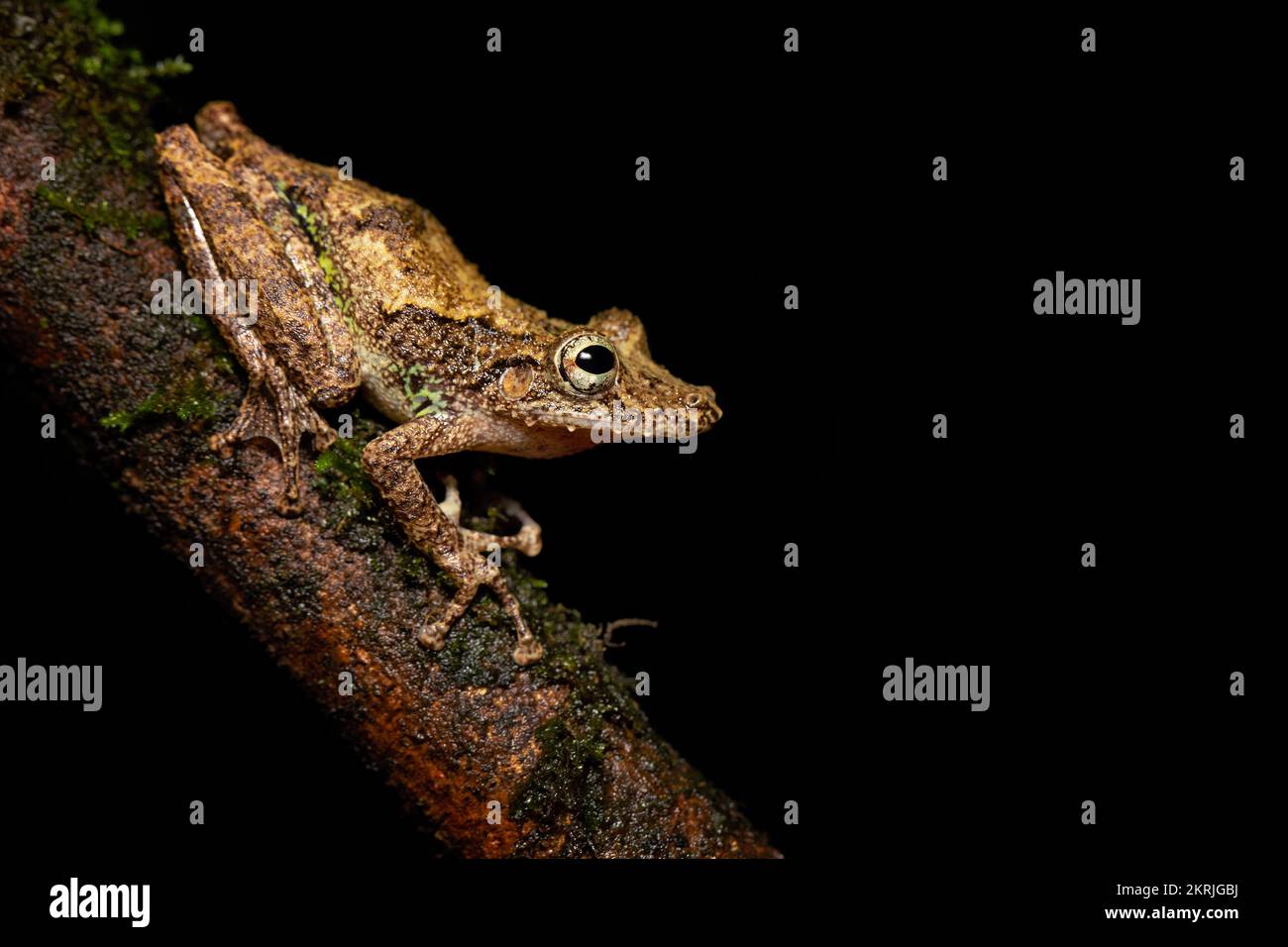 Long nose tree frog hi-res stock photography and images - Alamy
