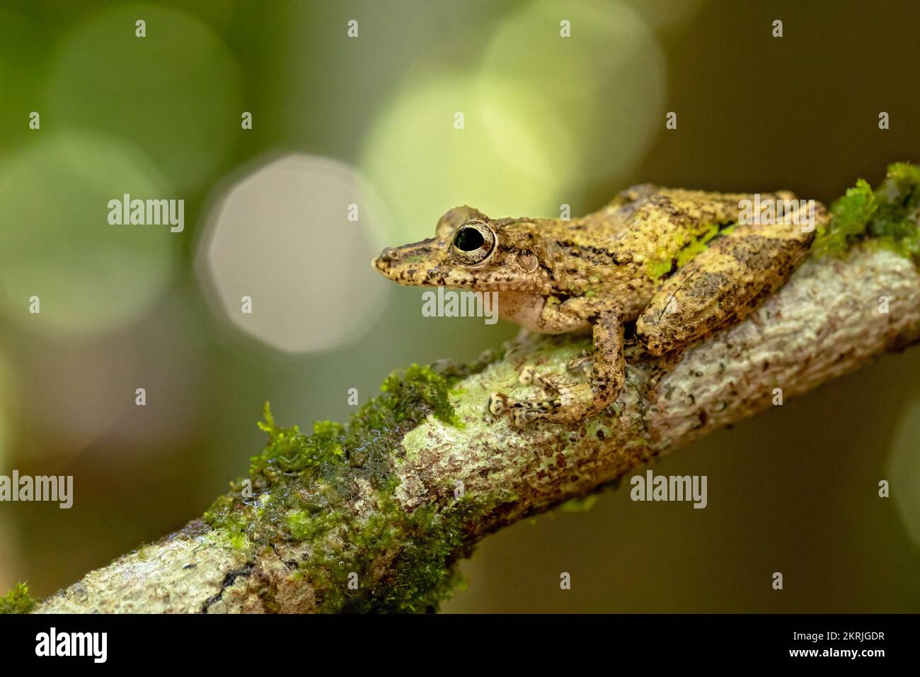Boulenger's snouted tree frog Stock Photo - Alamy