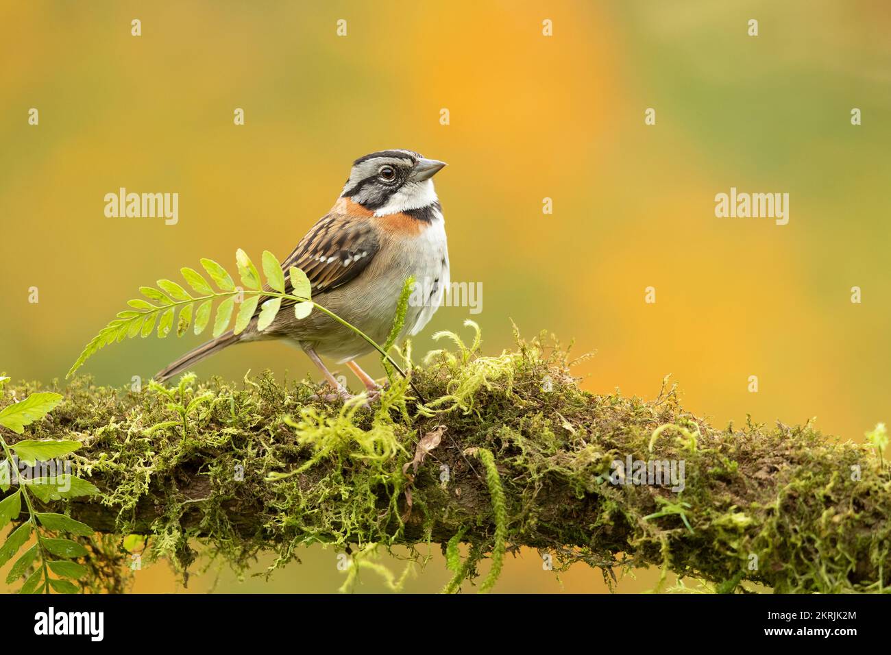 Sparrow photos hi-res stock photography and images - Alamy