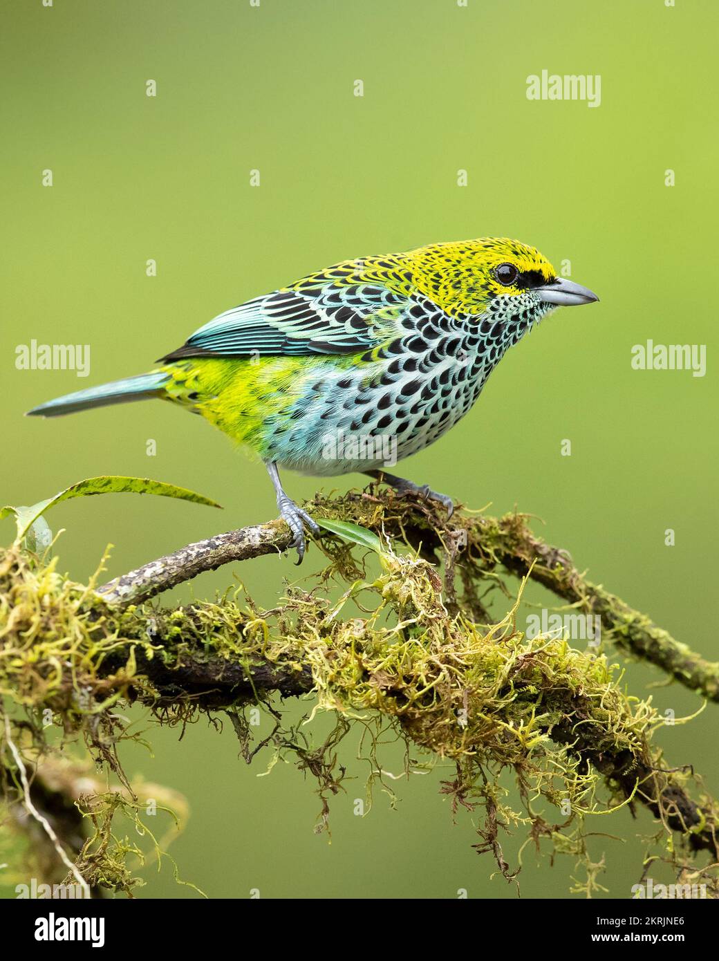 Tanagers of panama hi-res stock photography and images - Alamy