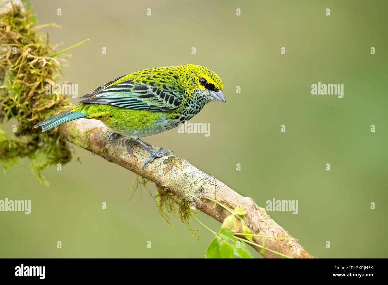 Tanagers of panama hi-res stock photography and images - Alamy