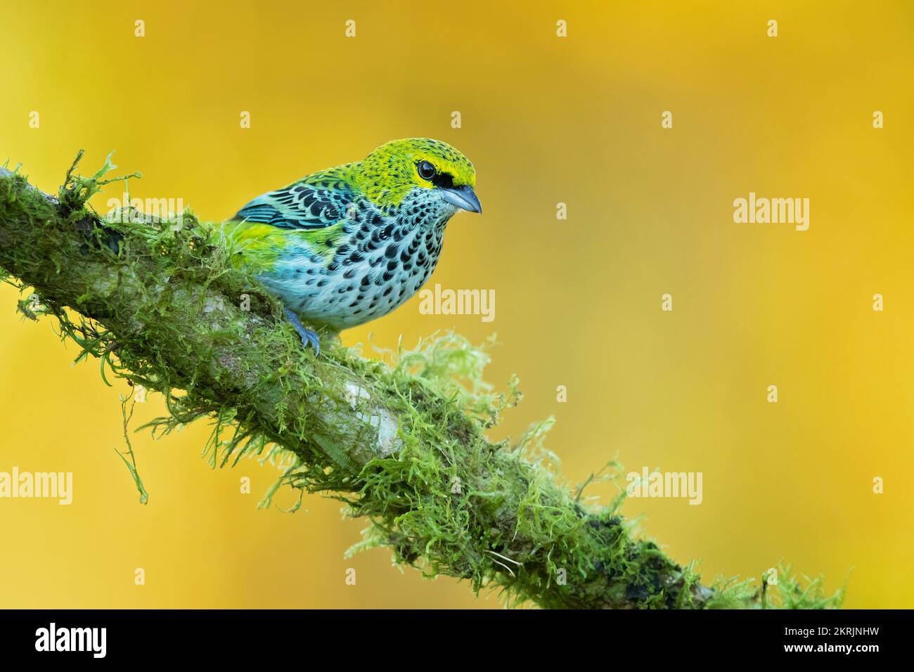 Tanagers of panama hi-res stock photography and images - Alamy