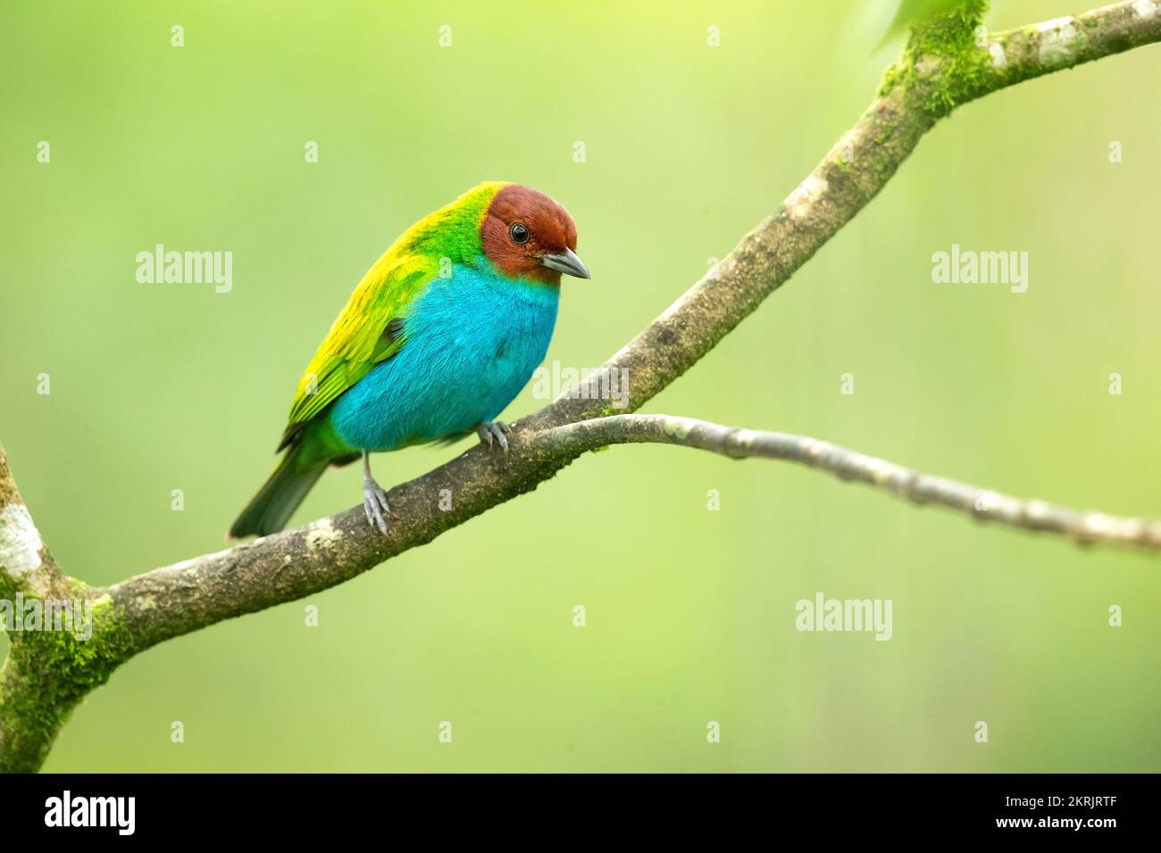 Tanager multicolor hi-res stock photography and images - Alamy