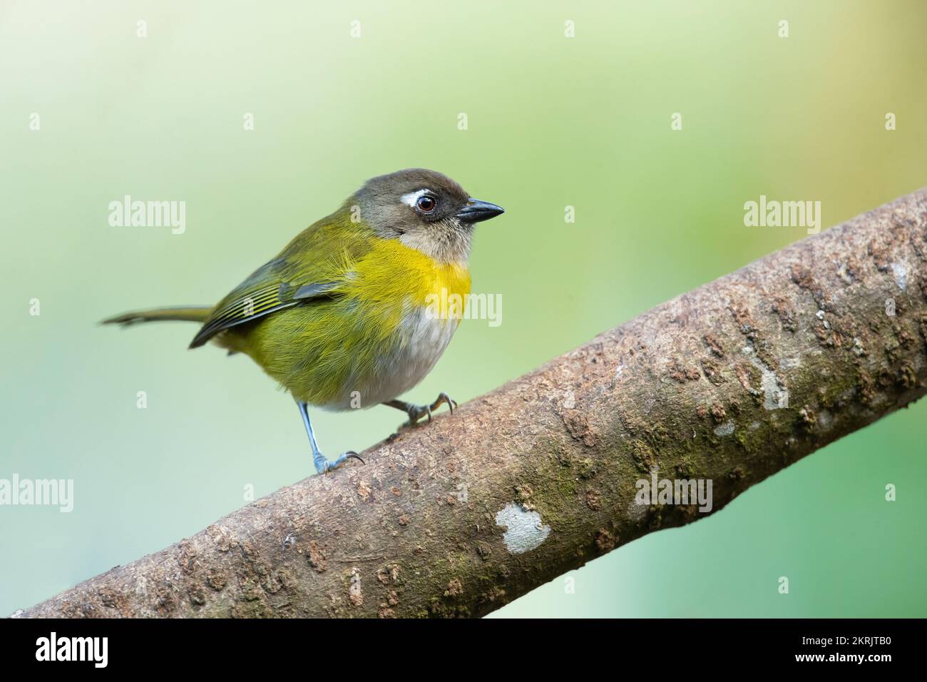 Common chlorospingus hi-res stock photography and images - Alamy