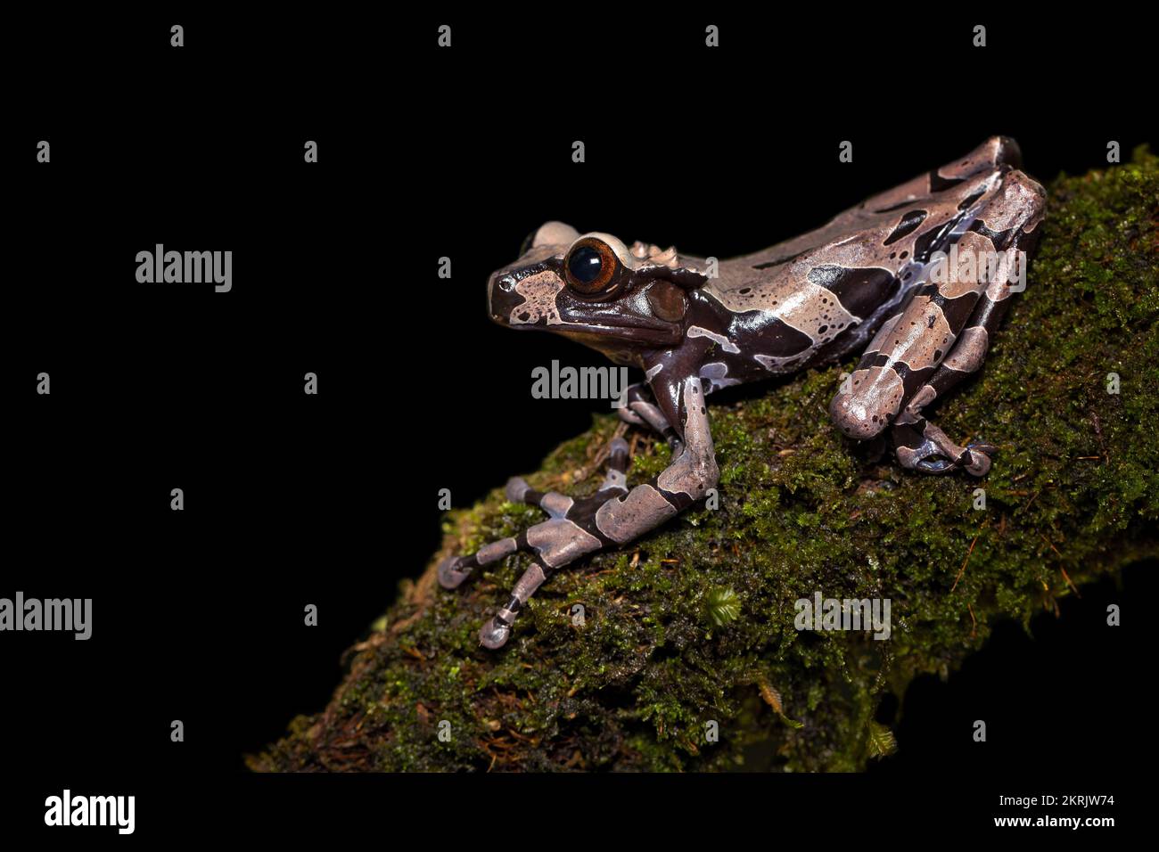 Spiny-headed tree frog Stock Photo - Alamy