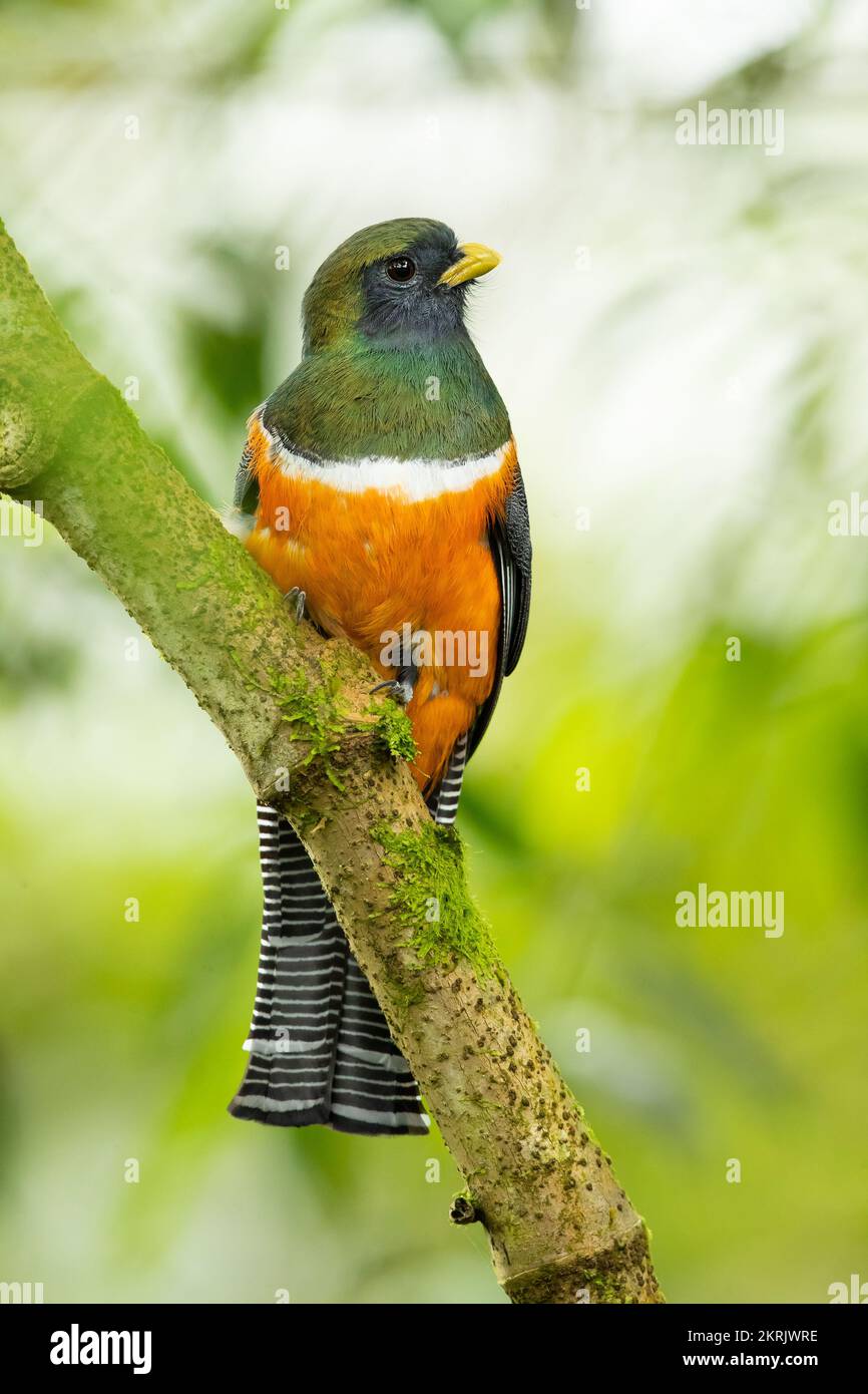 Trogon habitat hi-res stock photography and images - Alamy