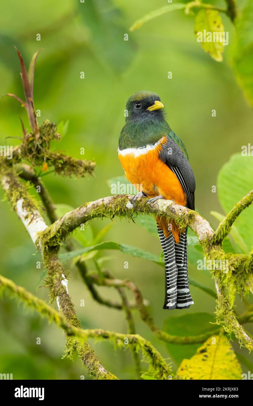 Trogon habitat hi-res stock photography and images - Alamy