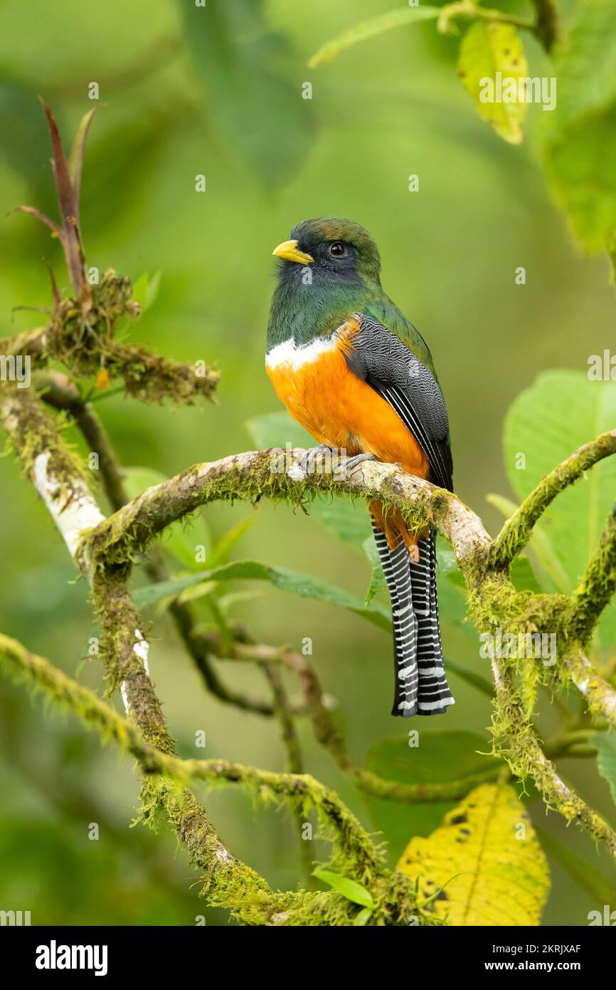 Trogon habitat hi-res stock photography and images - Alamy