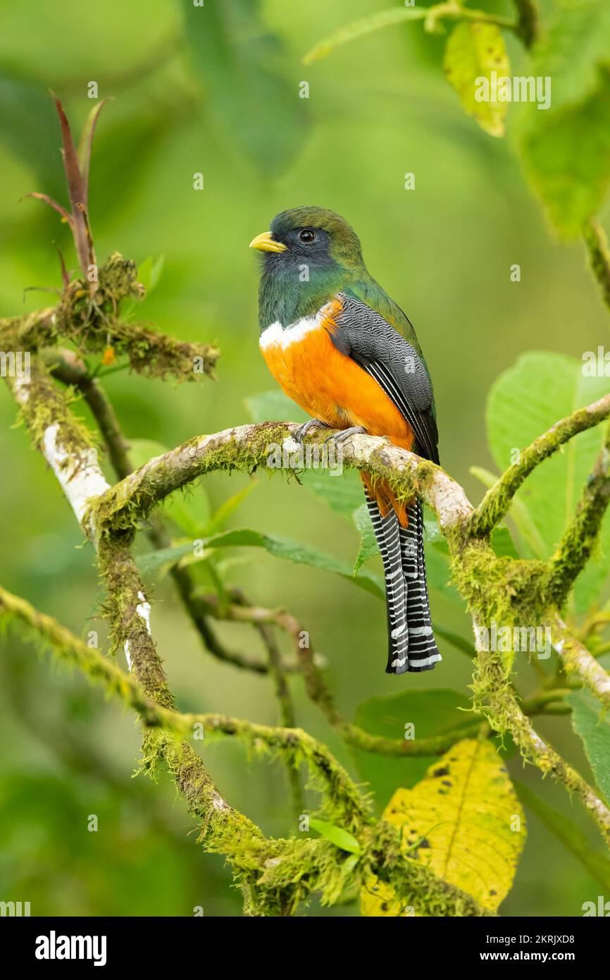 Trogon habitat hi-res stock photography and images - Alamy