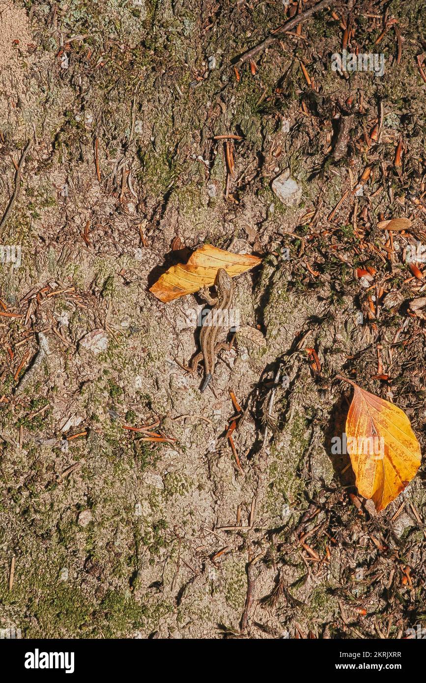 A brown lizard with tail stump, lost tail, autumnal forest Germany ...