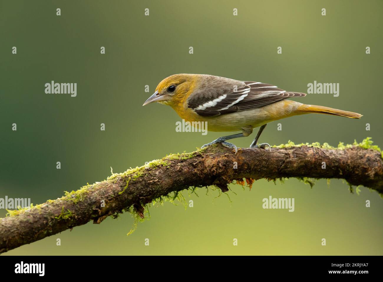 Baltimore oriole in flight bird hi-res stock photography and images - Alamy