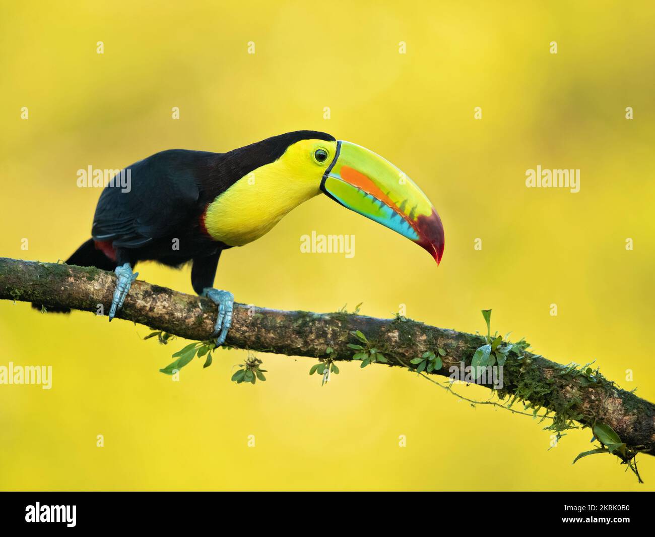 Wildlife colors hi-res stock photography and images - Alamy