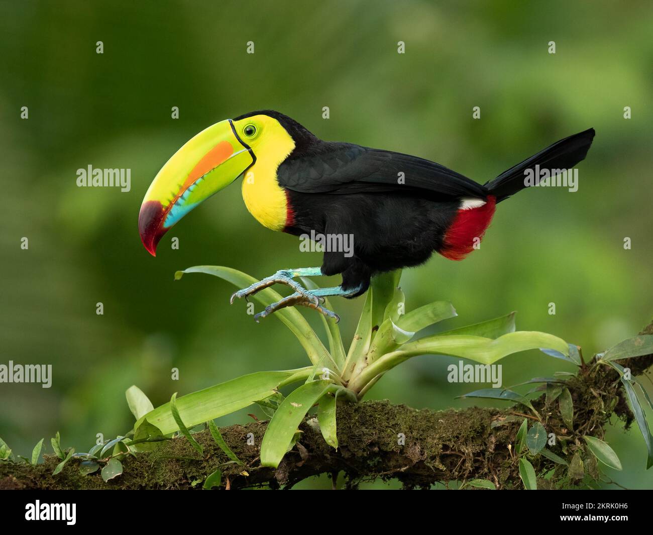 Keel billed toucans black hi-res stock photography and images - Alamy