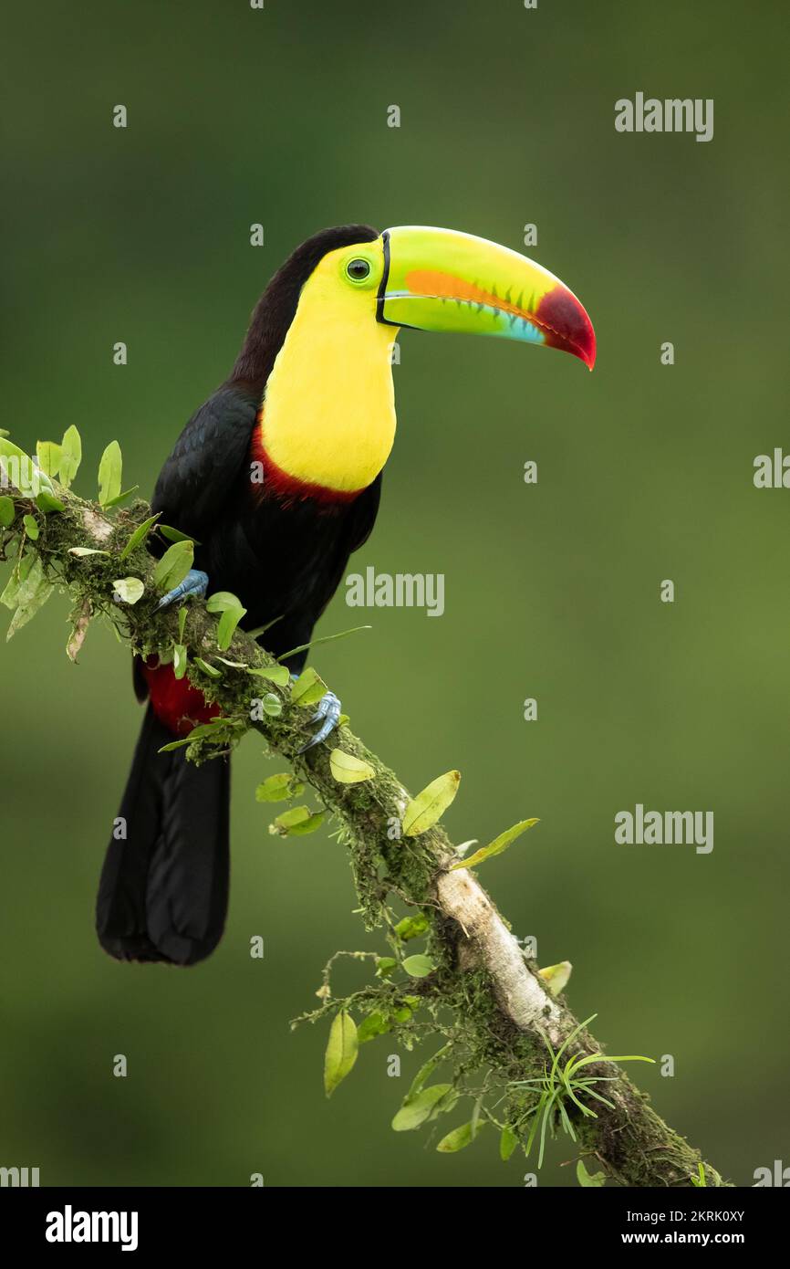 Keel billed toucans black hi-res stock photography and images - Alamy