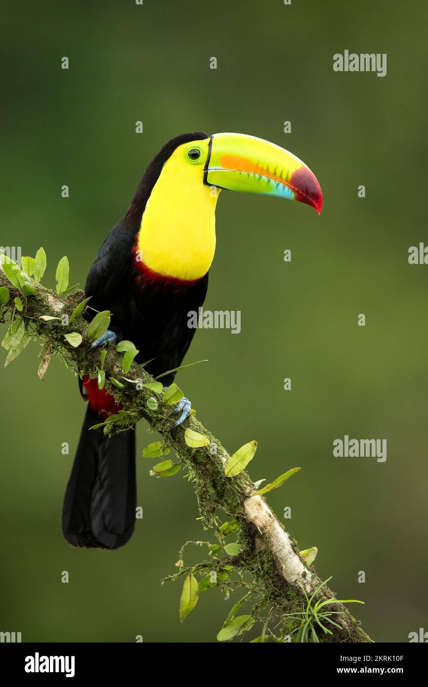 Keel billed toucans black hi-res stock photography and images - Alamy