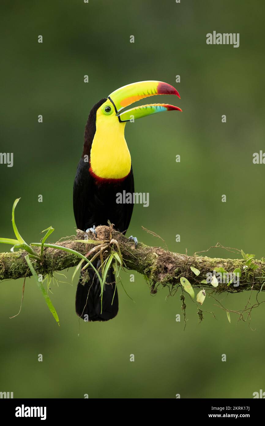 Keel billed toucans black hi-res stock photography and images - Alamy