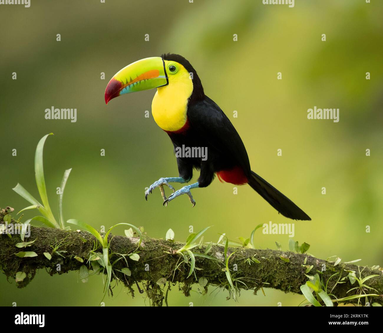 Keel billed toucans black hi-res stock photography and images - Alamy