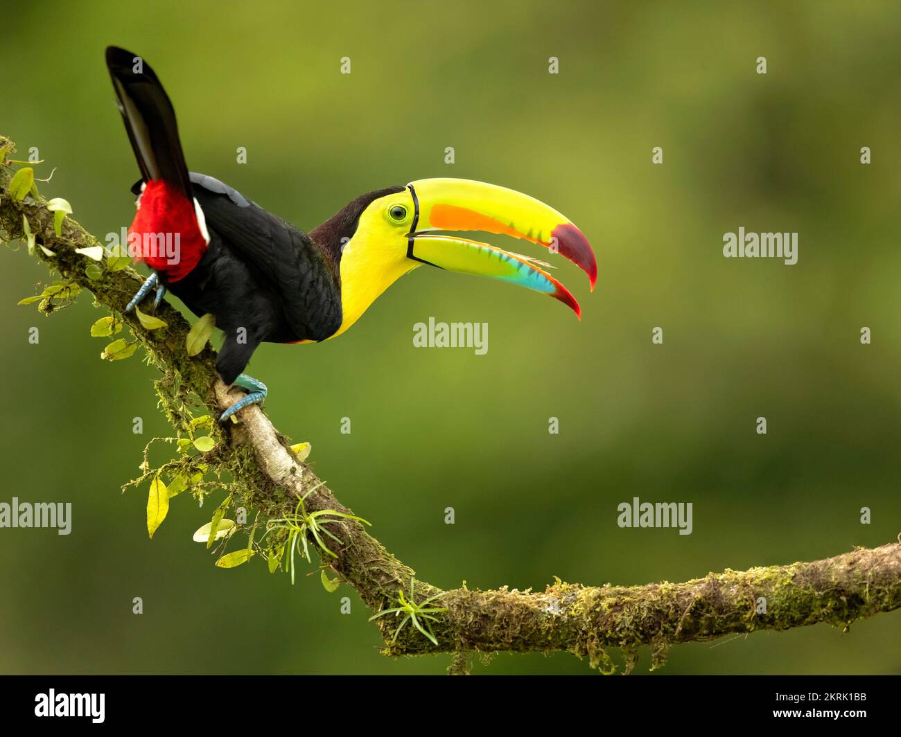 Keel billed toucans black hi-res stock photography and images - Alamy