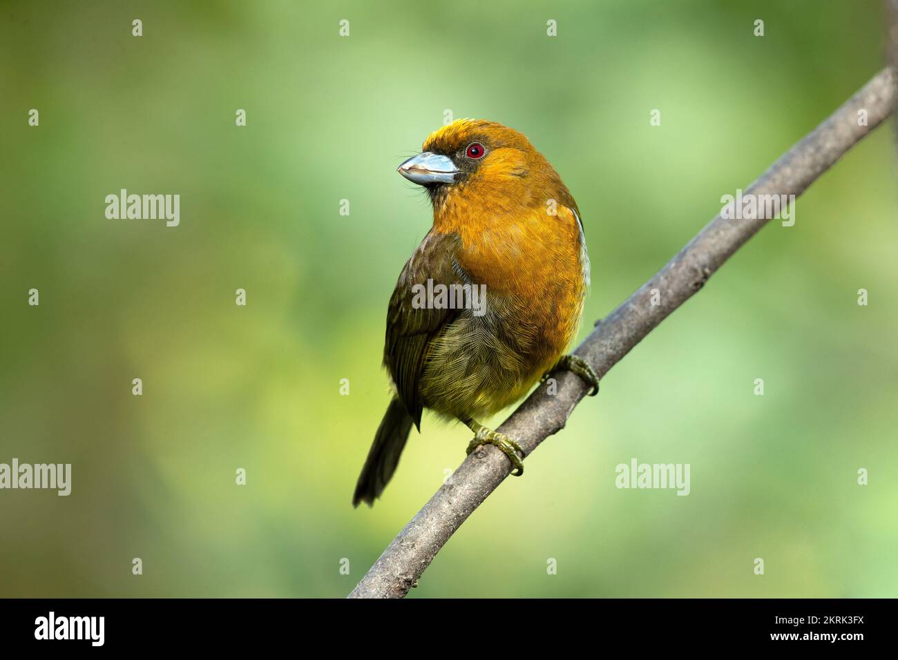Avifauna south america hi-res stock photography and images - Alamy