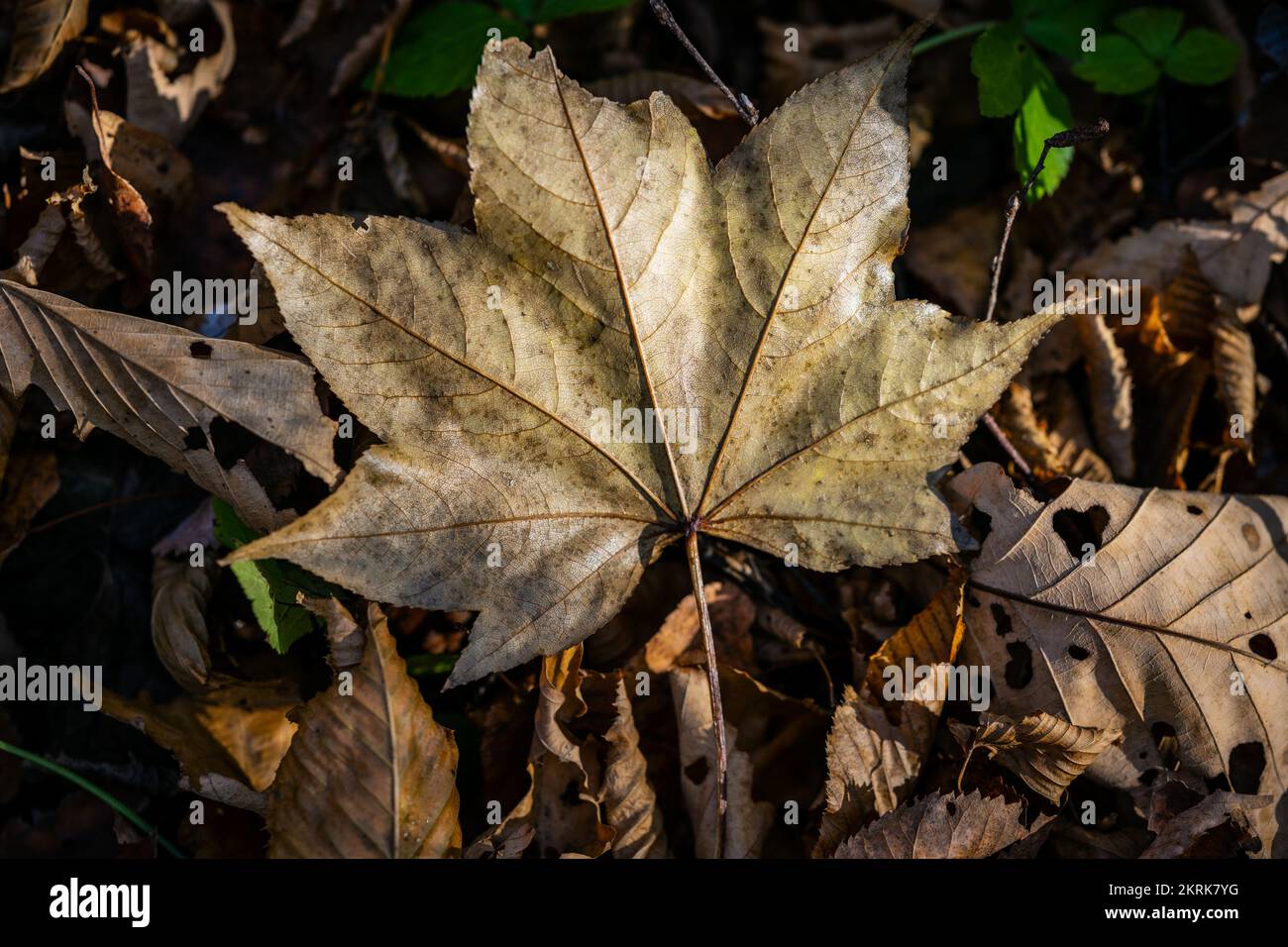 Autumn leaves closeup view - natural background Stock Photo - Alamy