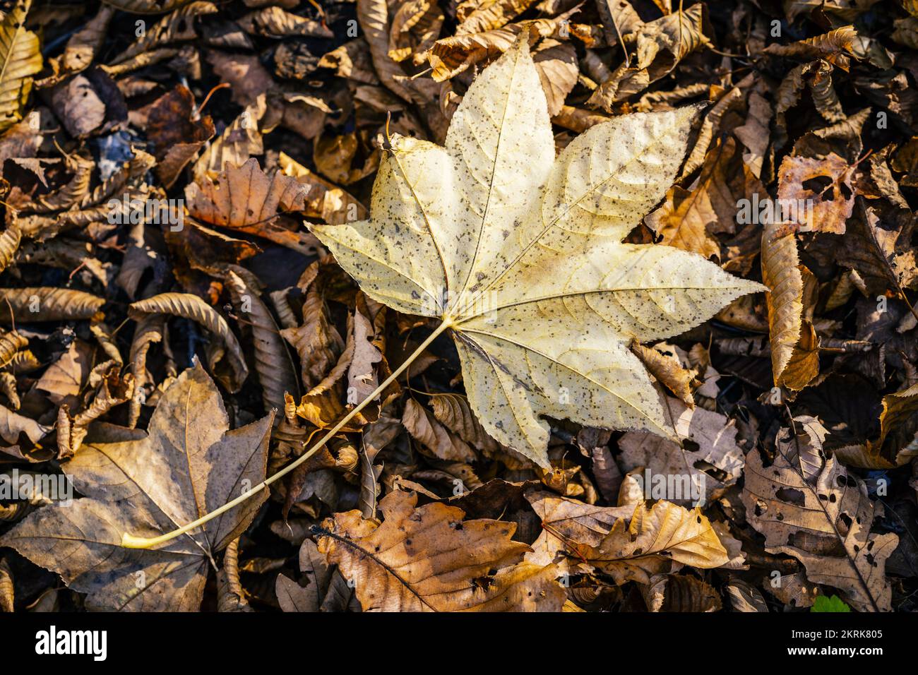 Autumn leaves closeup view - natural background Stock Photo - Alamy