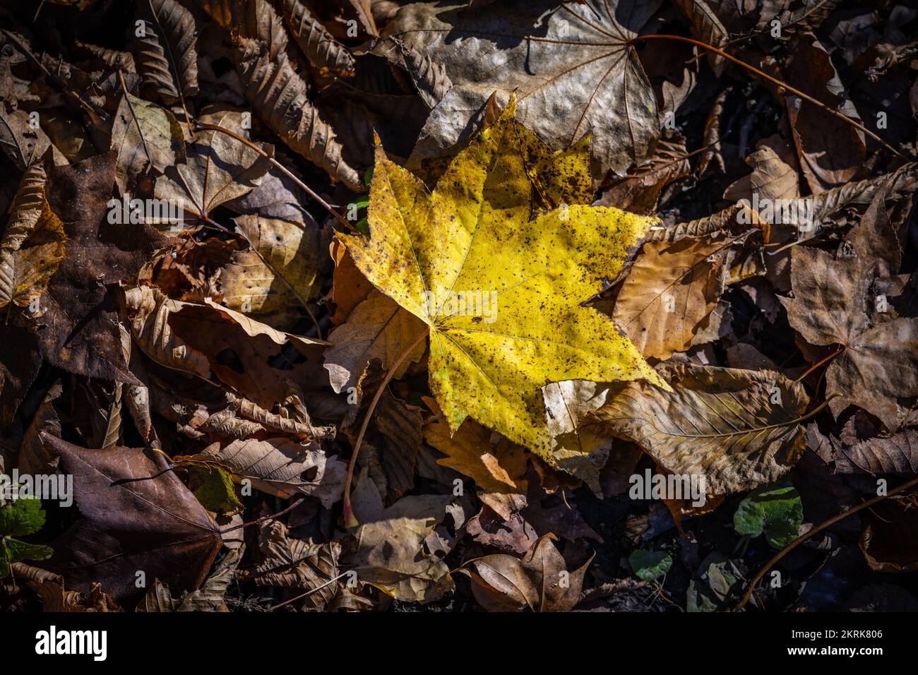 Autumn leaves closeup view - natural background Stock Photo - Alamy