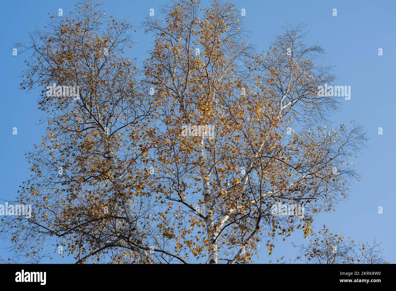 Sprawling crown hi-res stock photography and images - Alamy