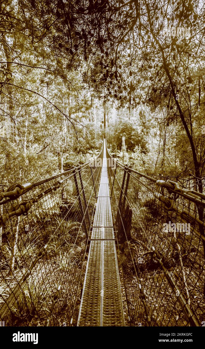 Rope bridge jungle australia hi-res stock photography and images - Alamy