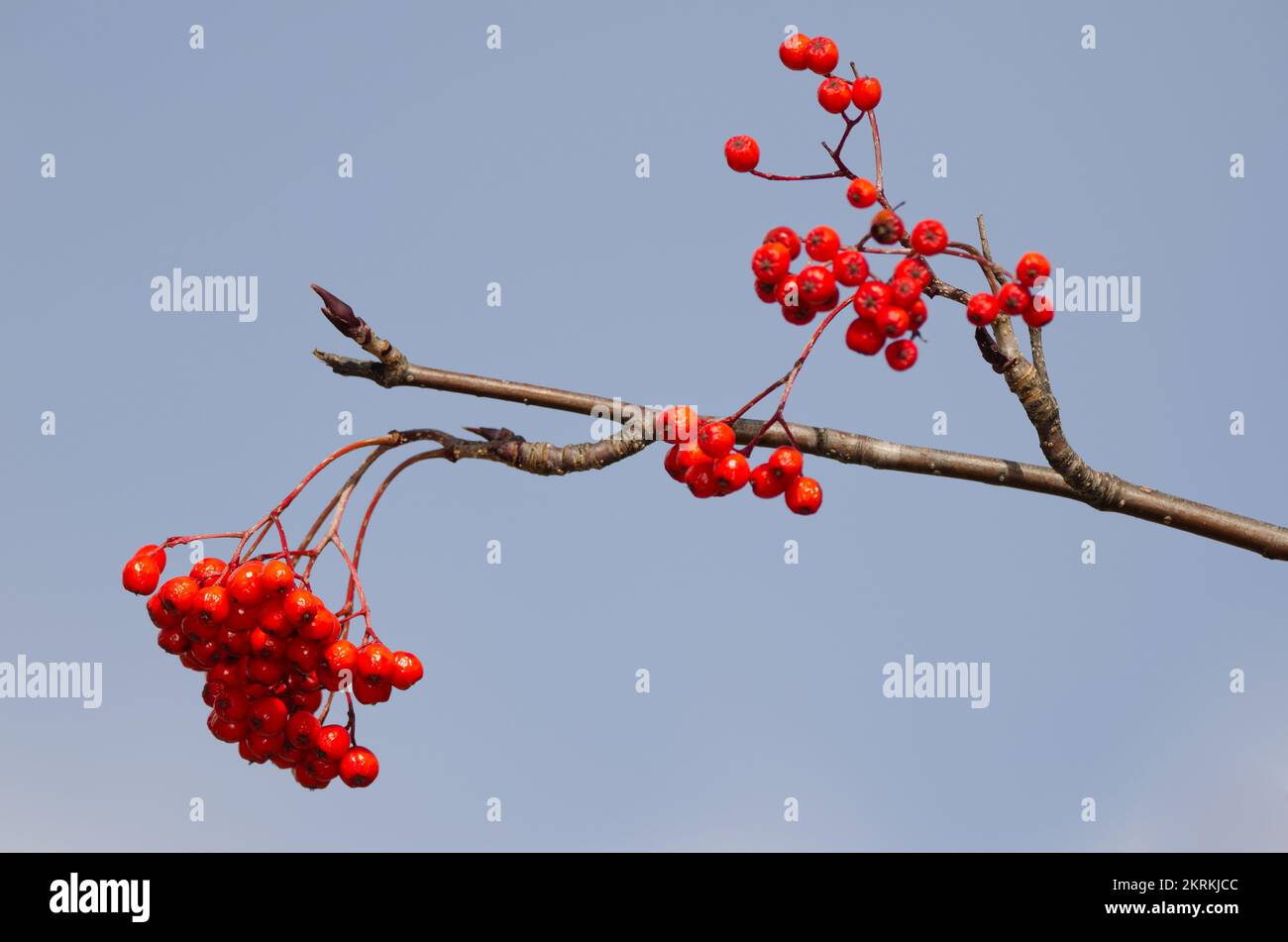 Ripening fruits of scarlet leaved viburnum Viburnum furcatum. Nikko ...