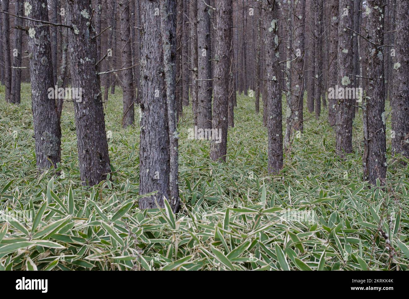 Forest of Japanese larch Larix kaempferi. Nikko National Park. Japan ...
