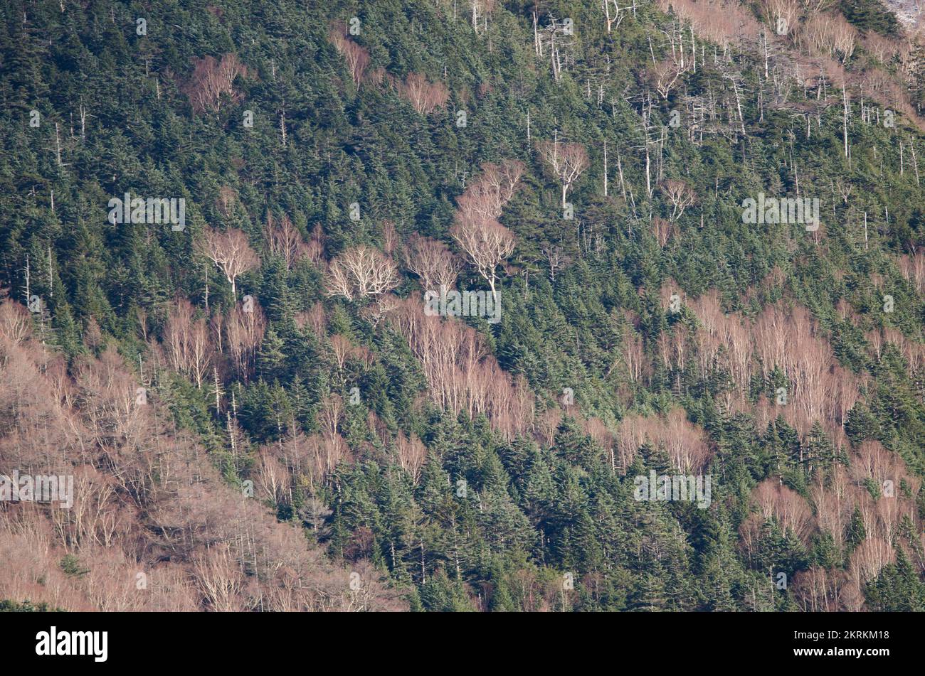 Mixed forest in Nikko National Park. Japan Stock Photo - Alamy