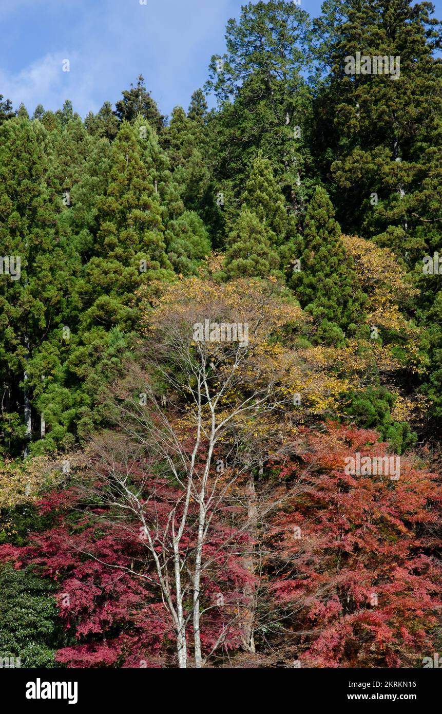 Broadleaf forests japan hi-res stock photography and images - Alamy