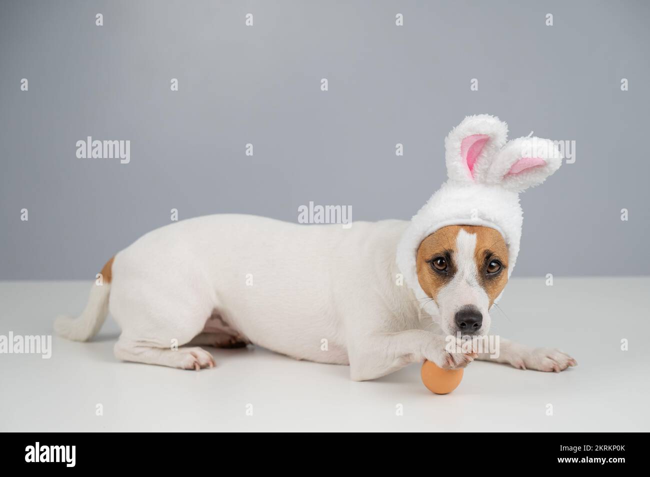 Jack Russell Terrier dog in bunny ears lies with an egg. Copy space ...