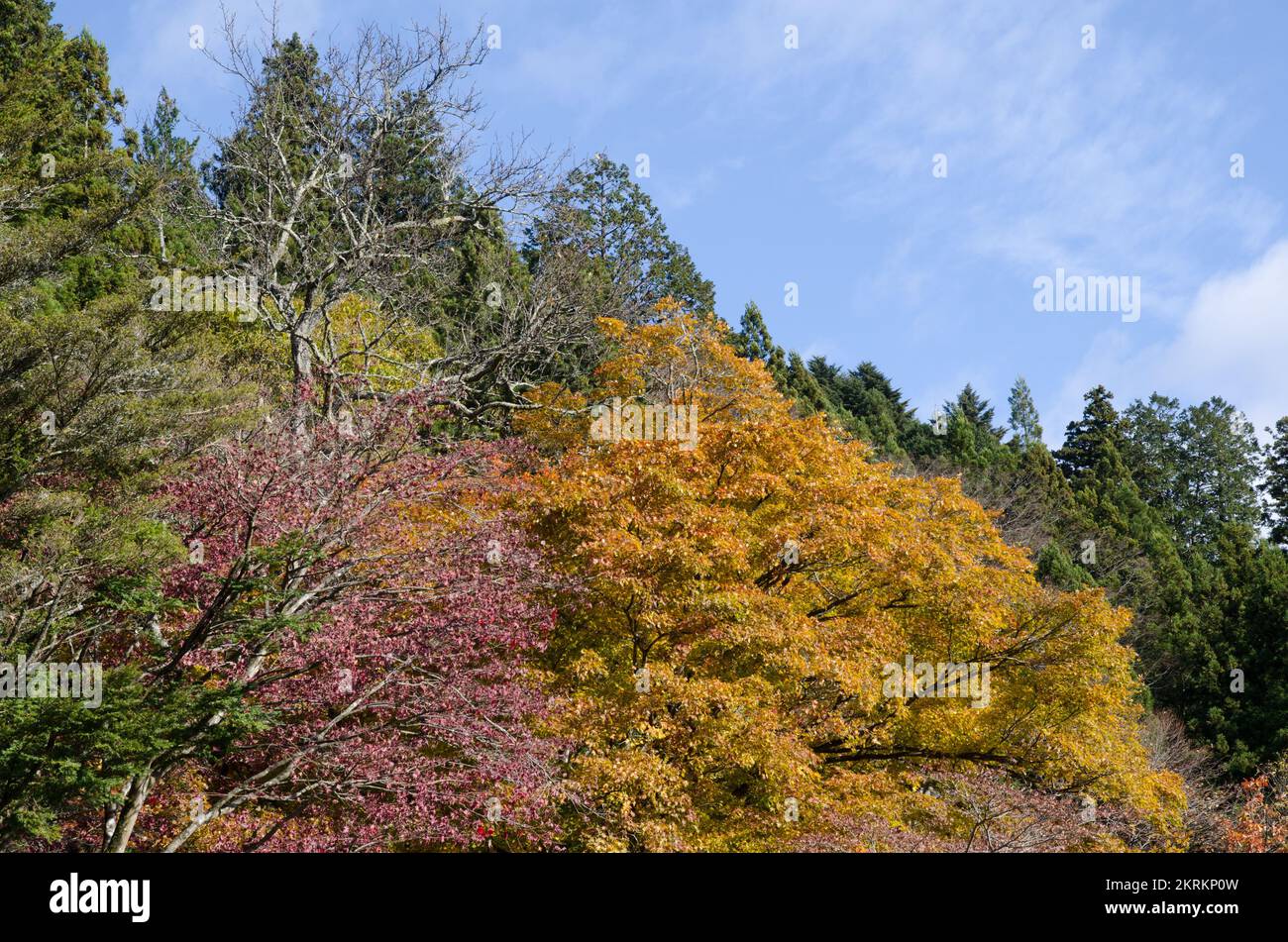 Mixed forest in autumn. Nikko National Park. Japan Stock Photo - Alamy