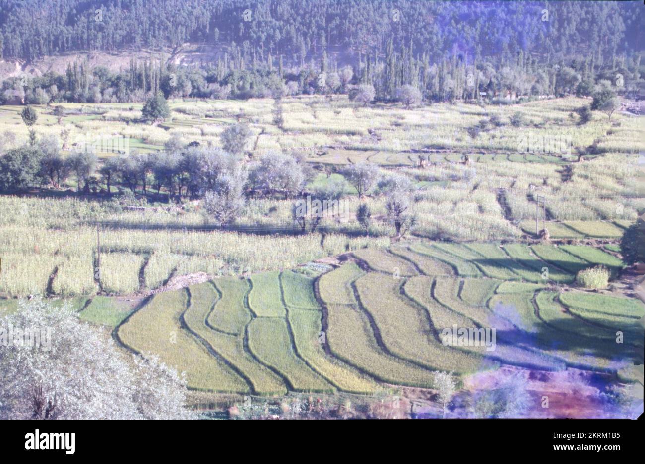 In hills, step farming, also known as terrace farming, is prevalent to ...