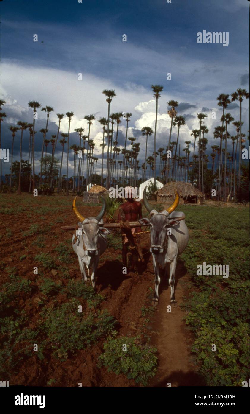 Traditionally farmers use bullock to plough the field using animals ...