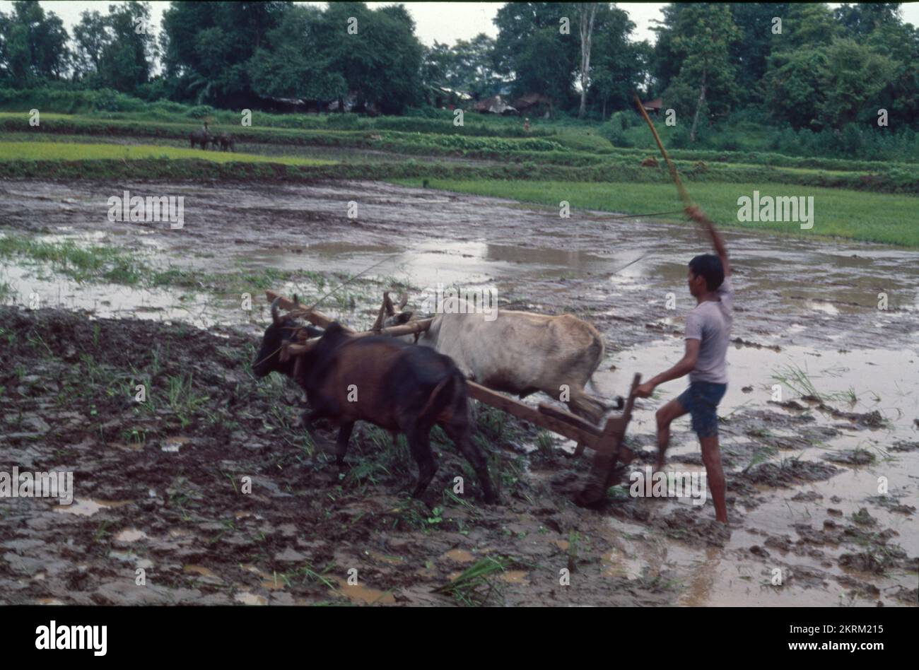 Traditionally farmers use bullock to plough the field using animals ...