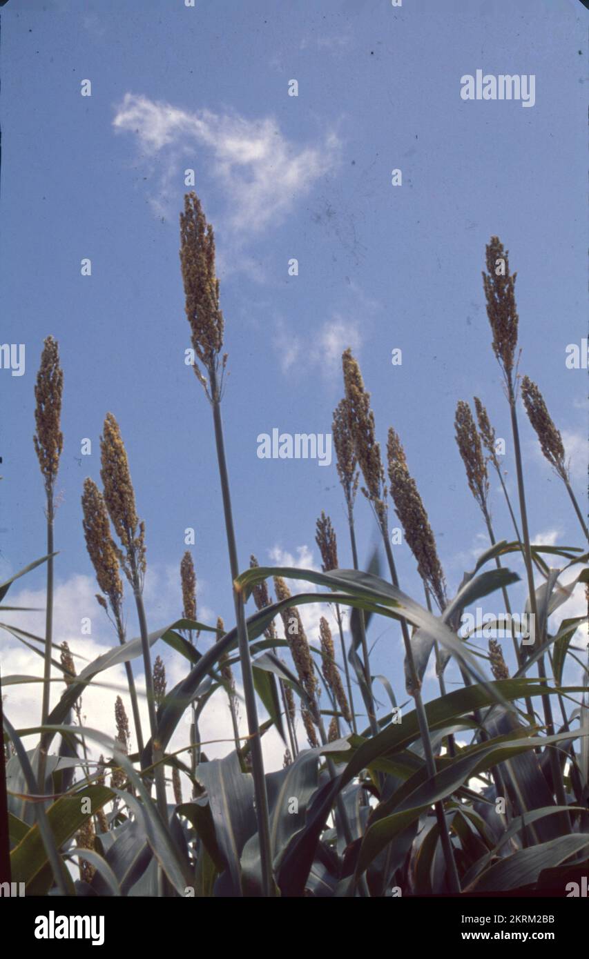 Jowar is commonly called by various names across India- jwaarie, jowar ...